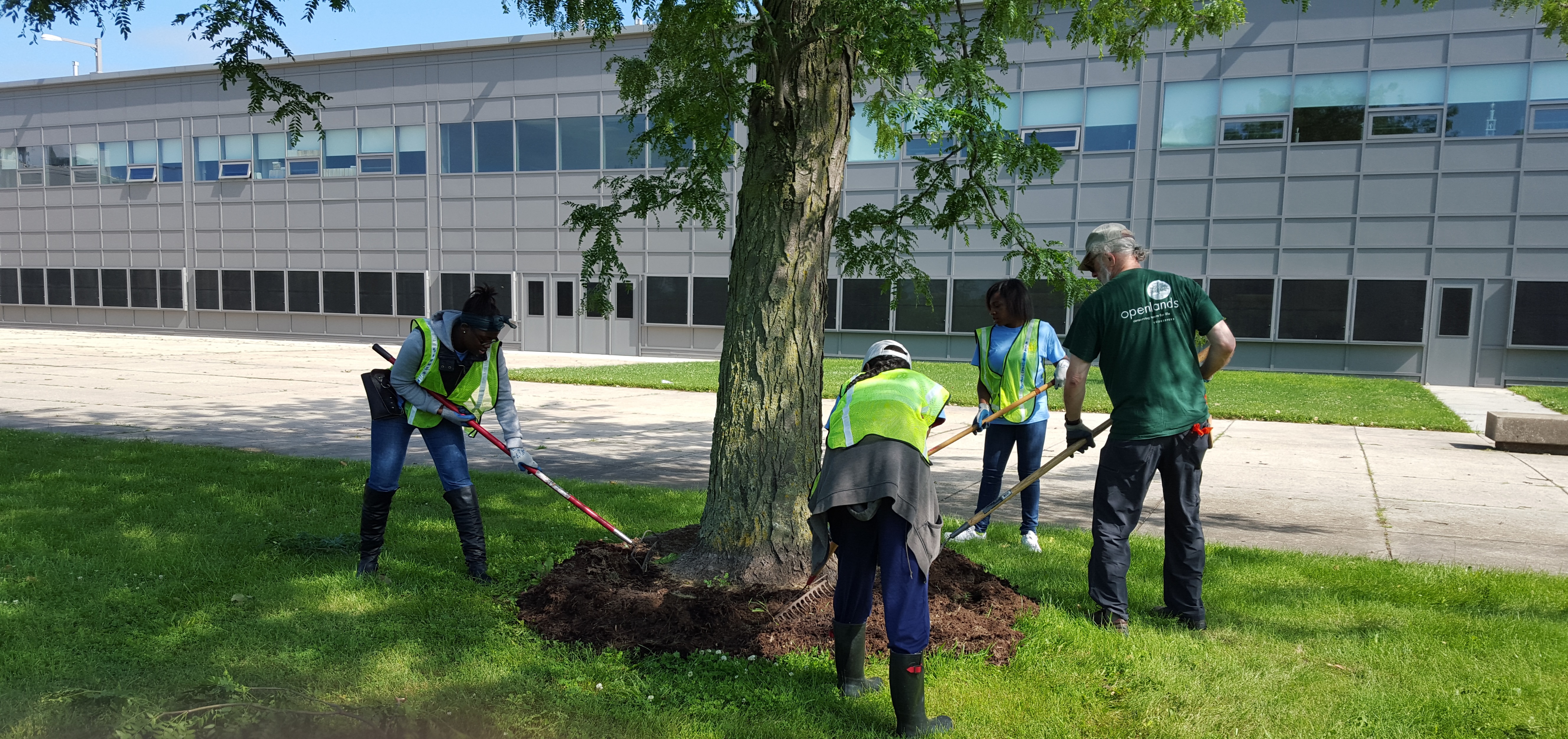 Tree Care – Greencorps Chicago